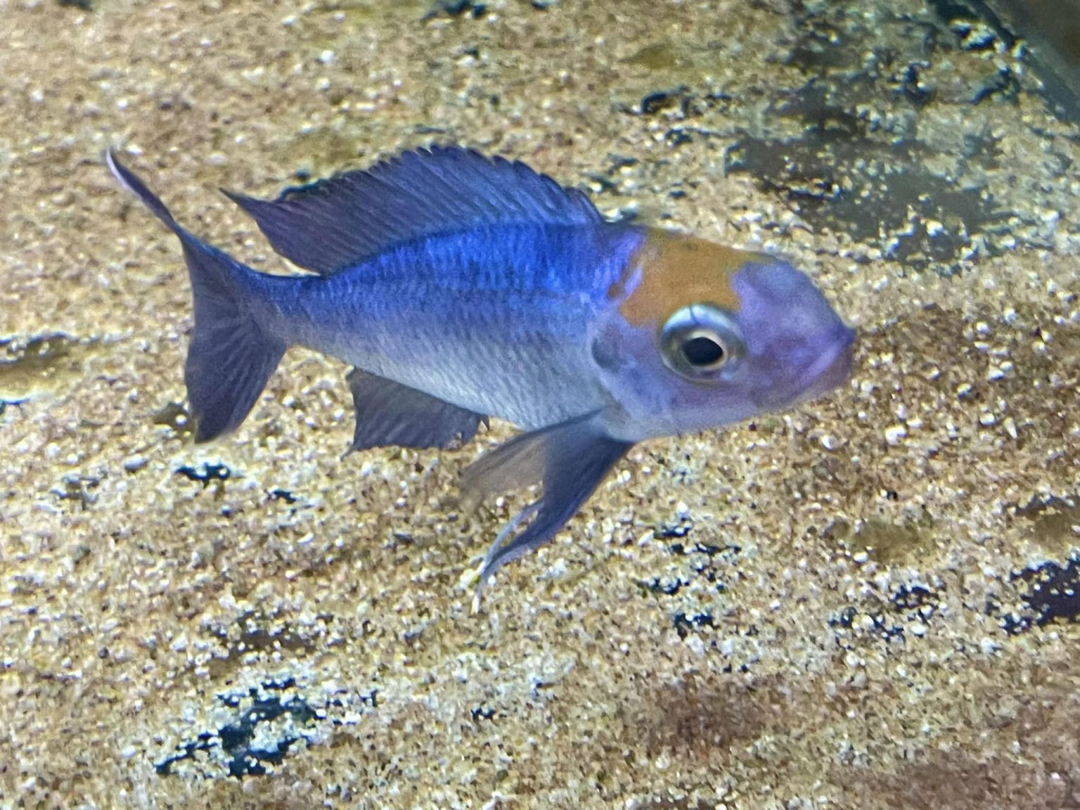 Bilder und Informationen zu Standortvarianten von Ophthalmotilapia ...