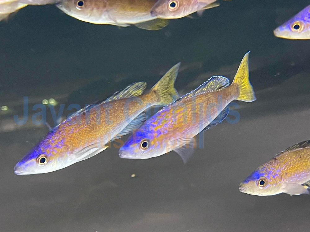Cyprichromis microlepidotus Kiriza | Jayant Cichlids